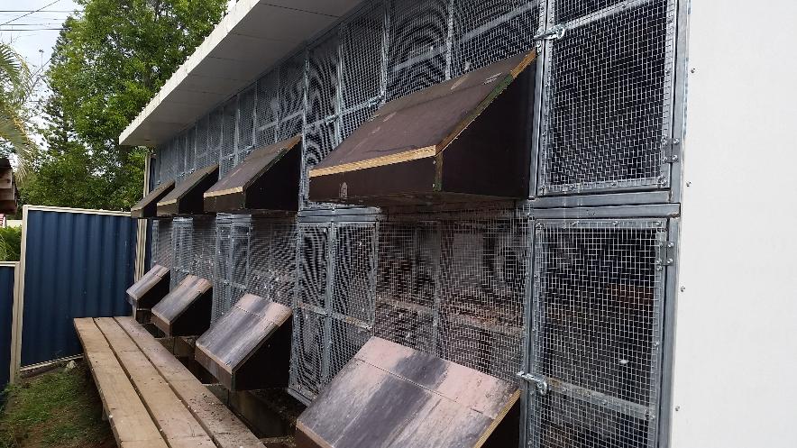 Stock Birds | Northern Gold Coast | Hudson Lofts